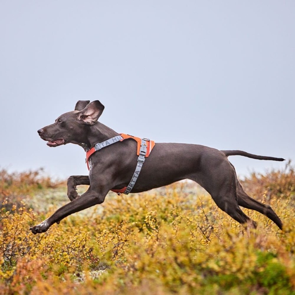 Hurtta Eco Harness Rover - Raven 4 maten